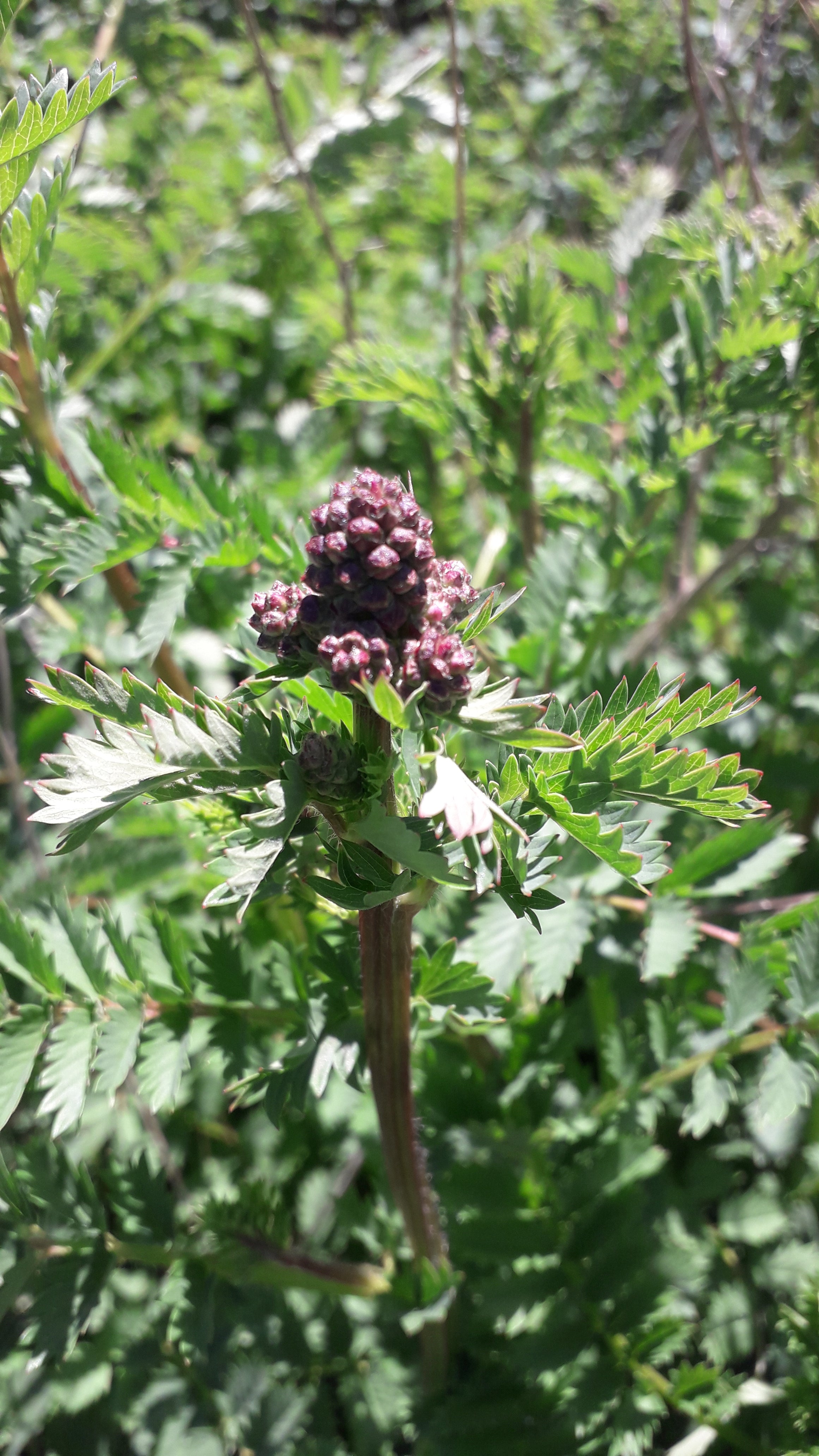 Salad burnet – The Herb Garden